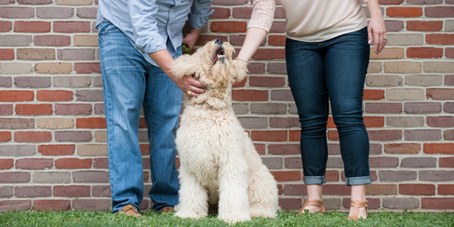 Pet Health 101 - Caring for your dog