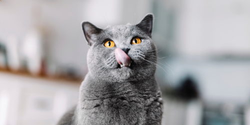 The Mysterious Mechanism Behind Your Cats Purr The Mysterious Mechanism Behind Your Cats Purr
