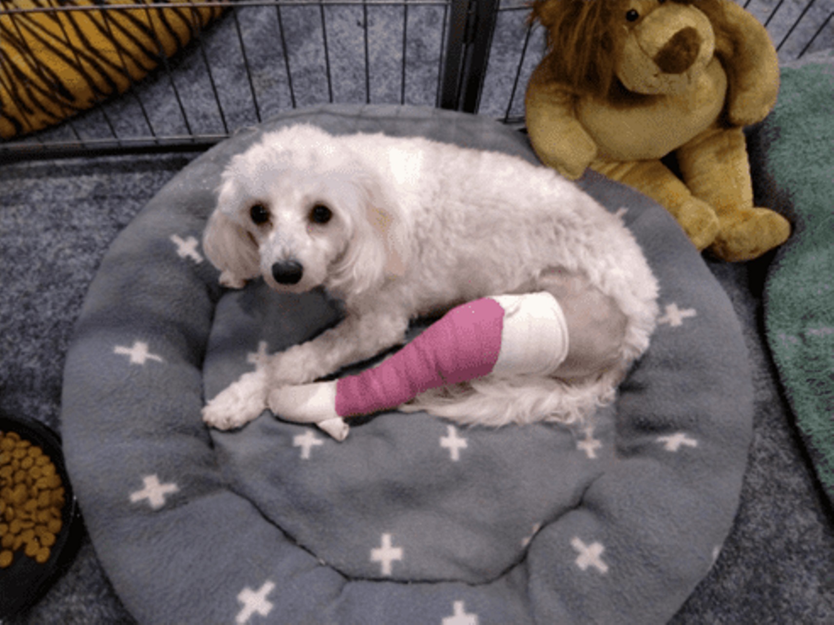 A Vets Choice Claims Story - Sandra & Ide | Vets Choice