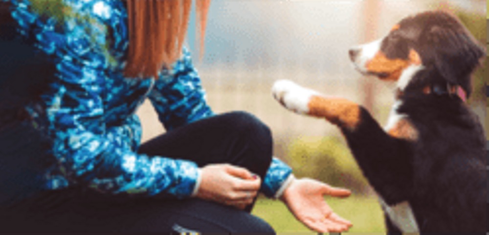 Training your new pets | Vets Choice | Vets Choice