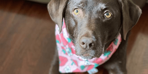 Pet Insurance Claims Story | Vets Choice